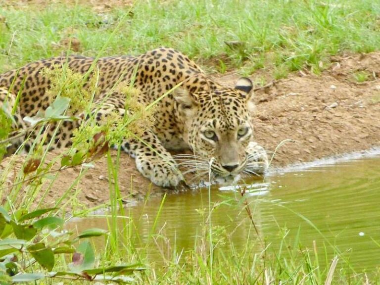 yalanationalparksrilanka.com – Experience the Wild – Unforgettable Yala ...